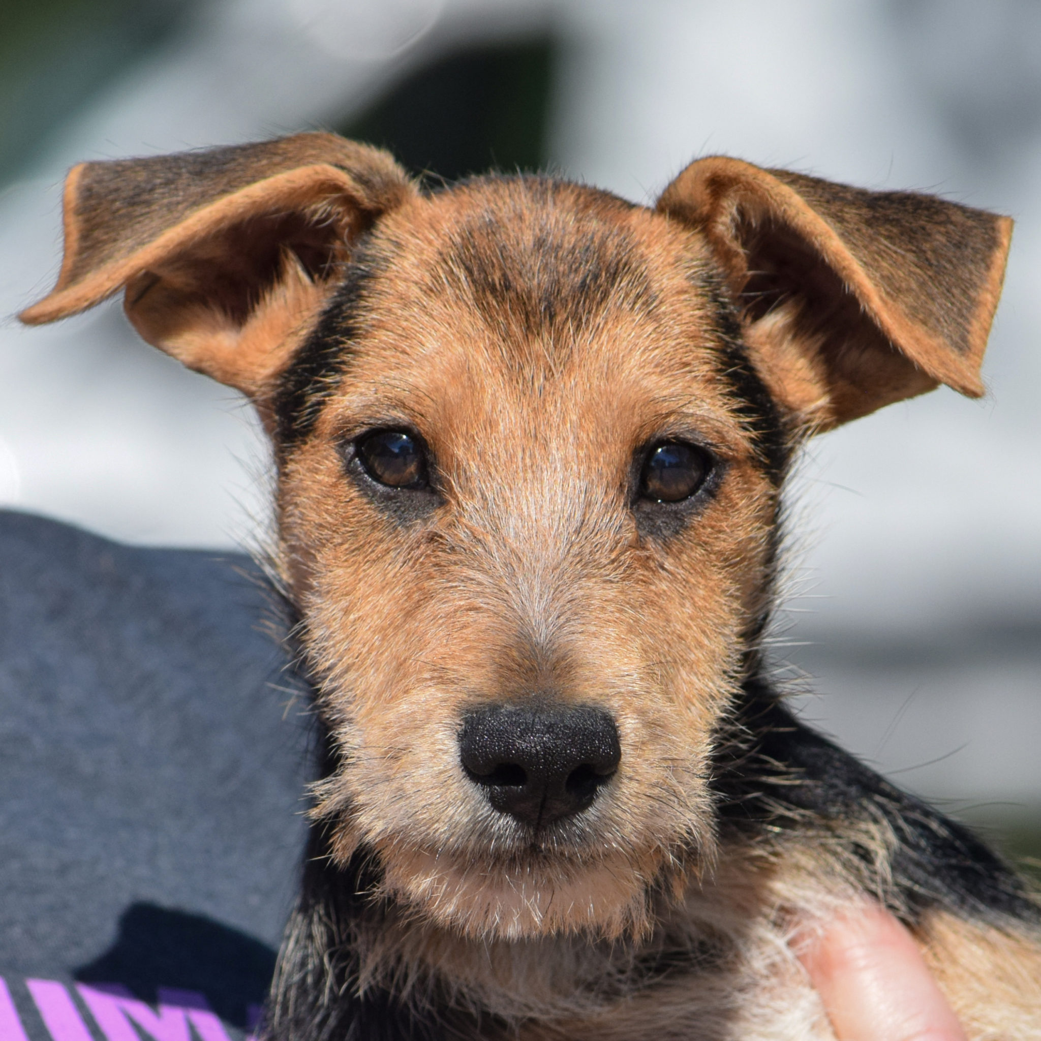 Albo - Animal House Shelter