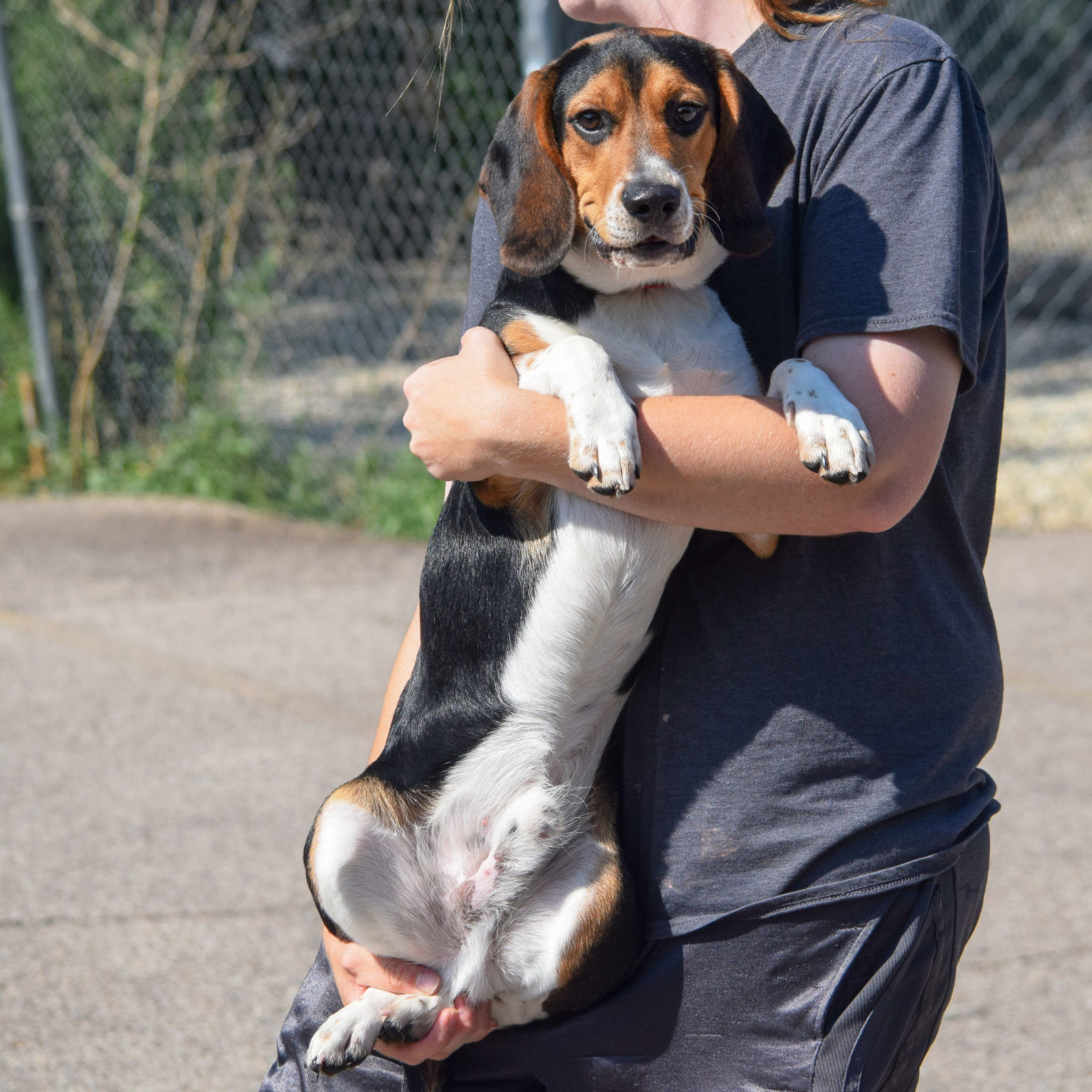 Beauregard - Animal House Shelter