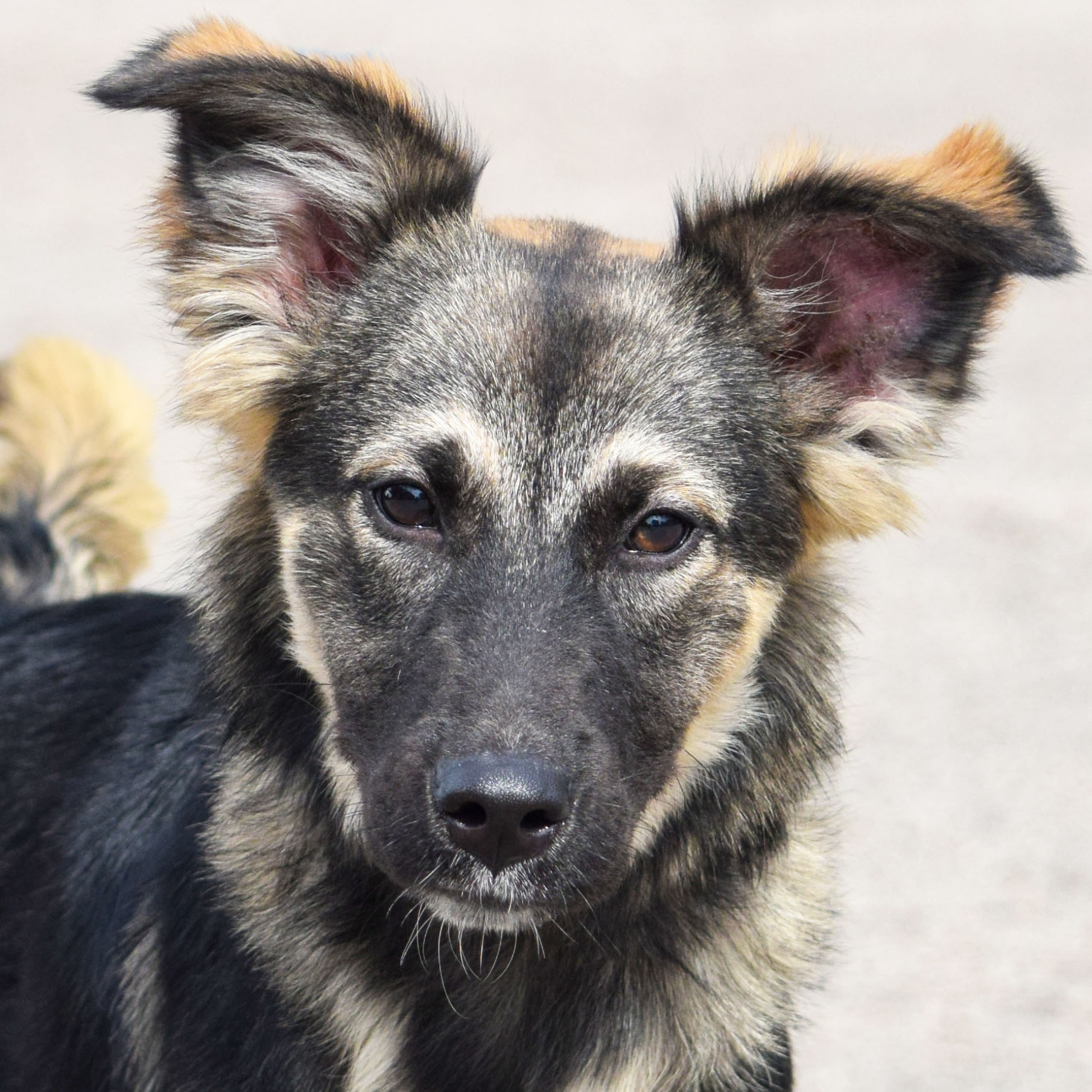 Bluto - Animal House Shelter