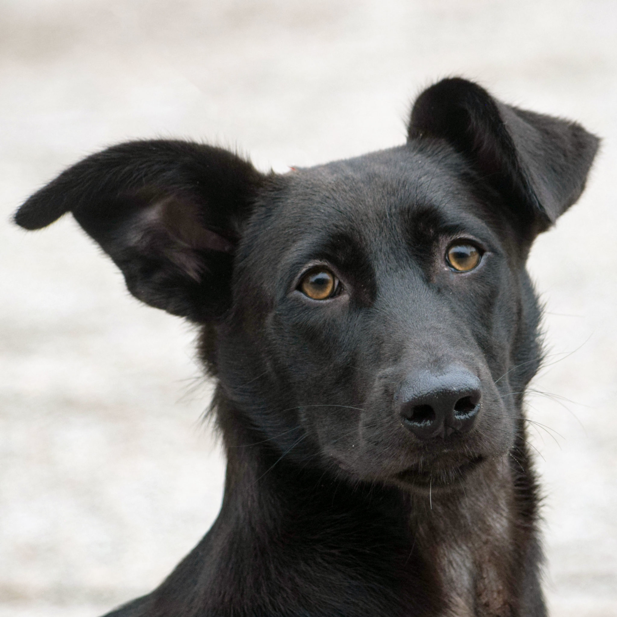 Buffalo - Animal House Shelter