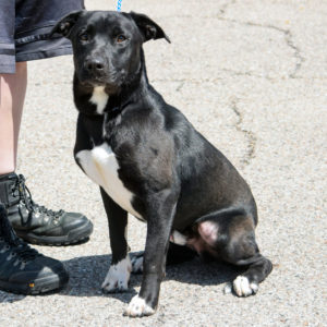 Choppo - Animal House Shelter