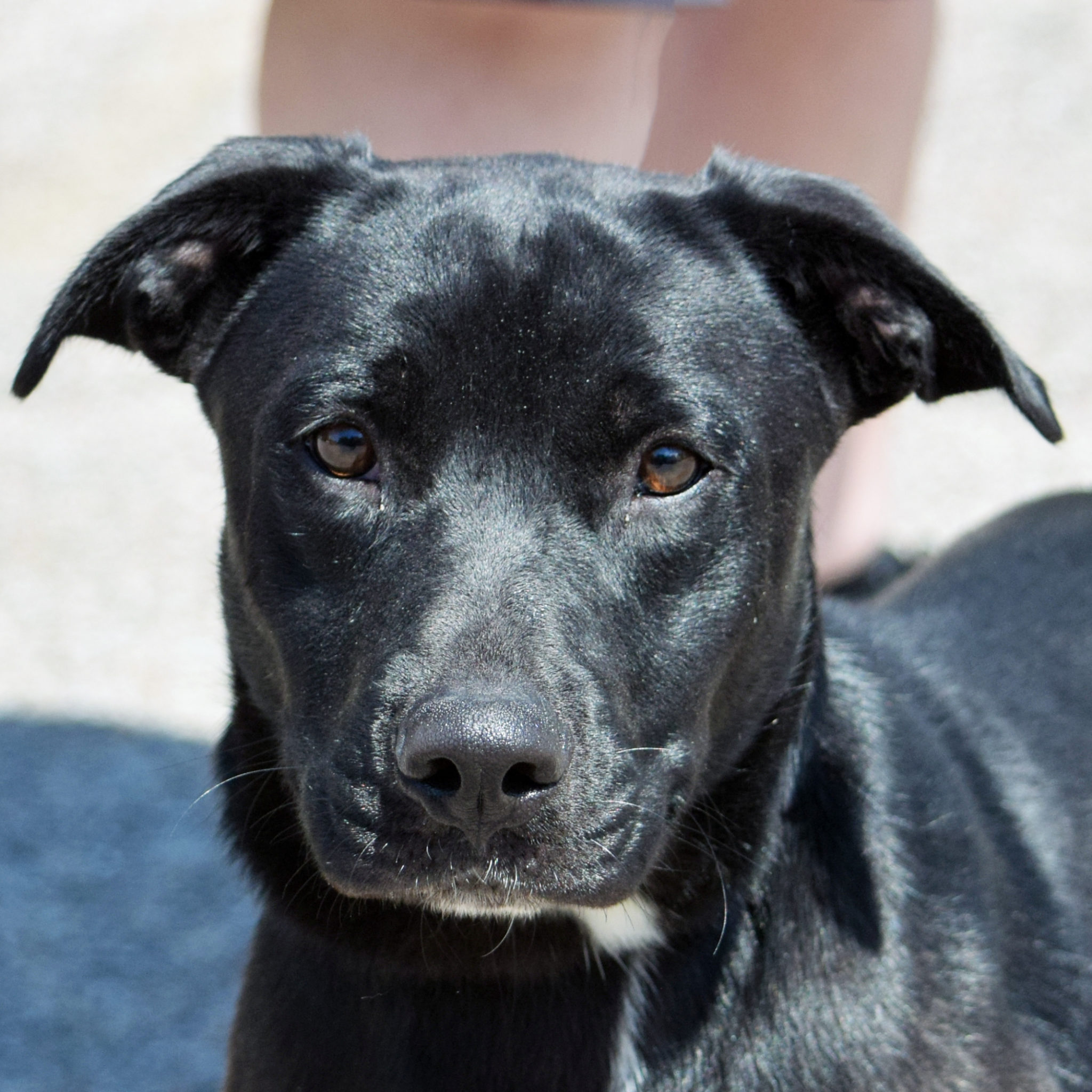 Choppo - Animal House Shelter