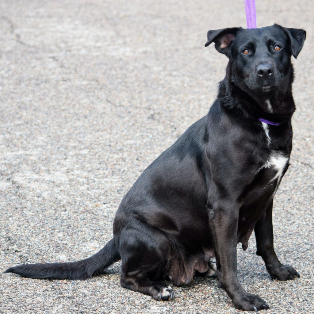 Connie - Animal House Shelter