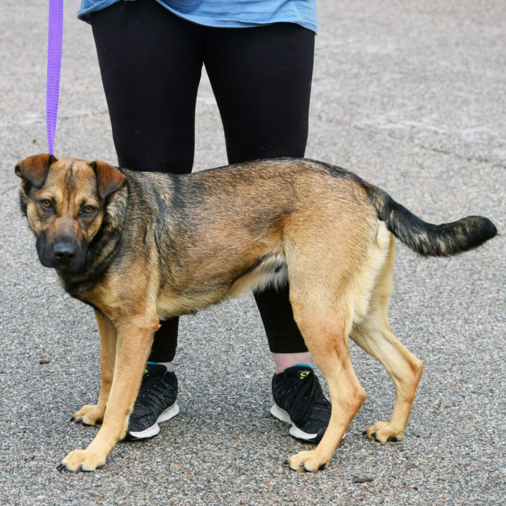 Debbie - Animal House Shelter