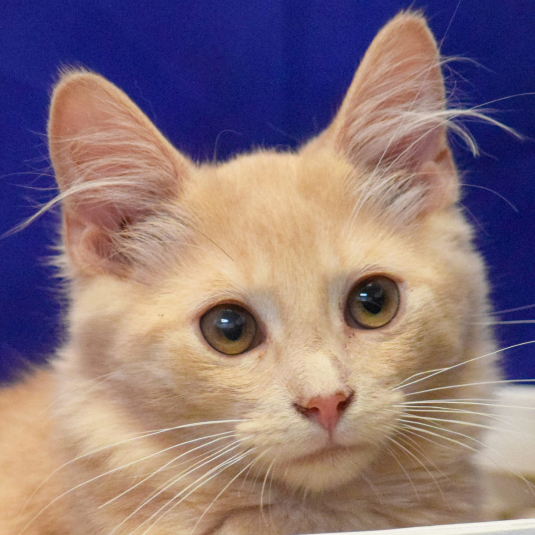 Falcon - Animal House Shelter