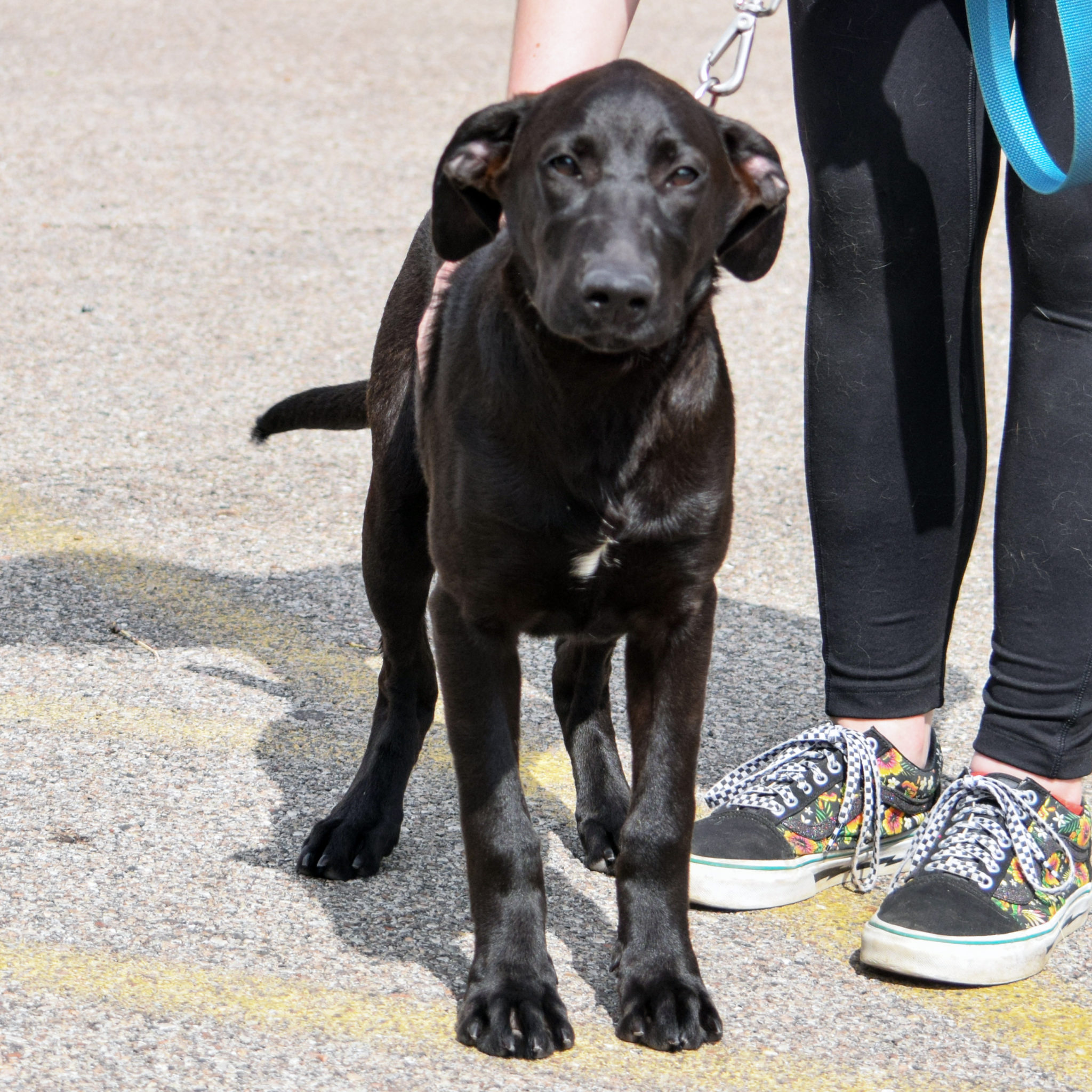 Hannah - Animal House Shelter