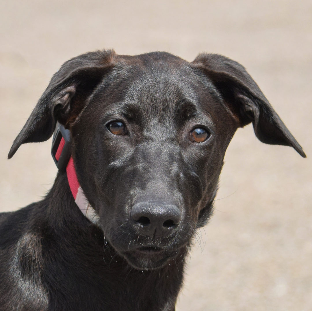 Hannah - Animal House Shelter