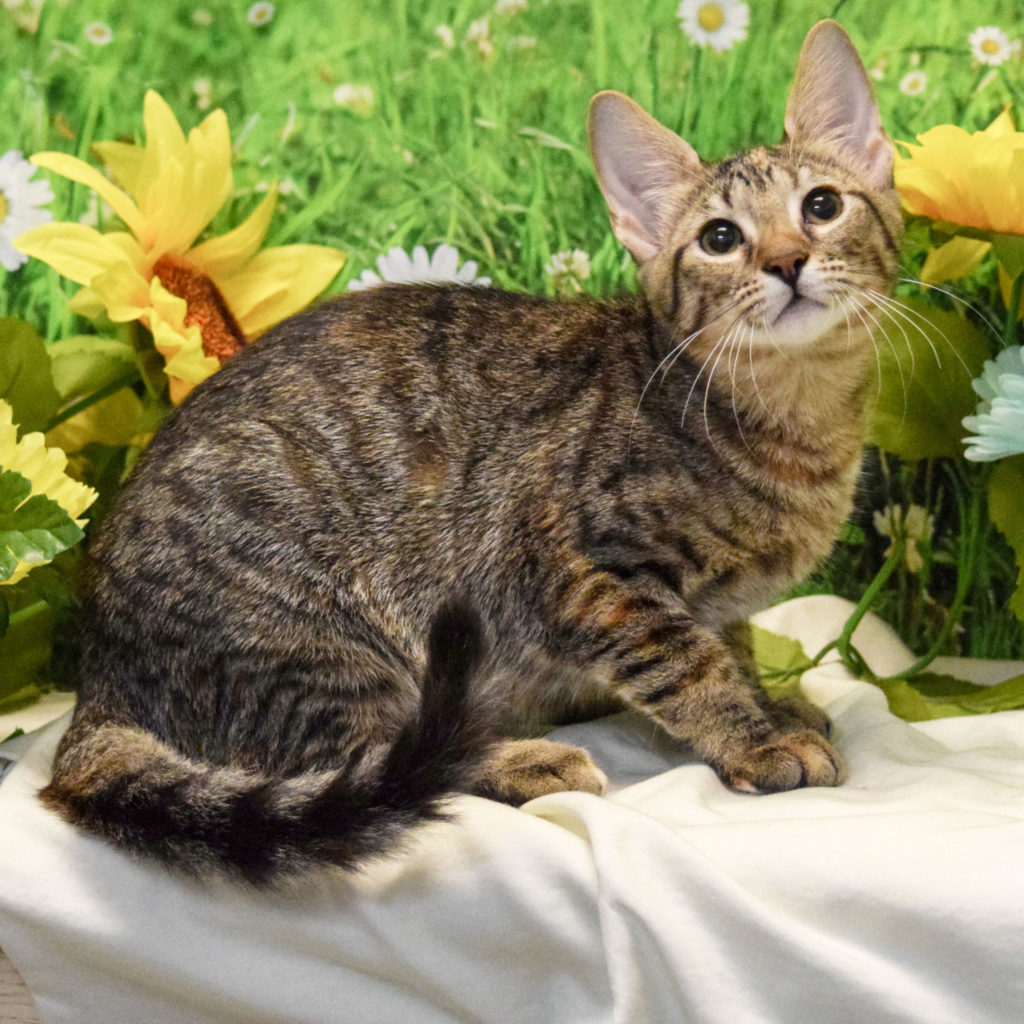 Hazel - Animal House Shelter