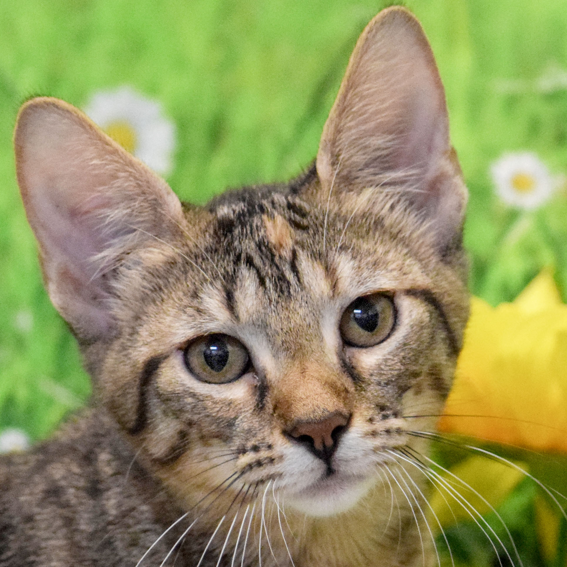 Hazel - Animal House Shelter