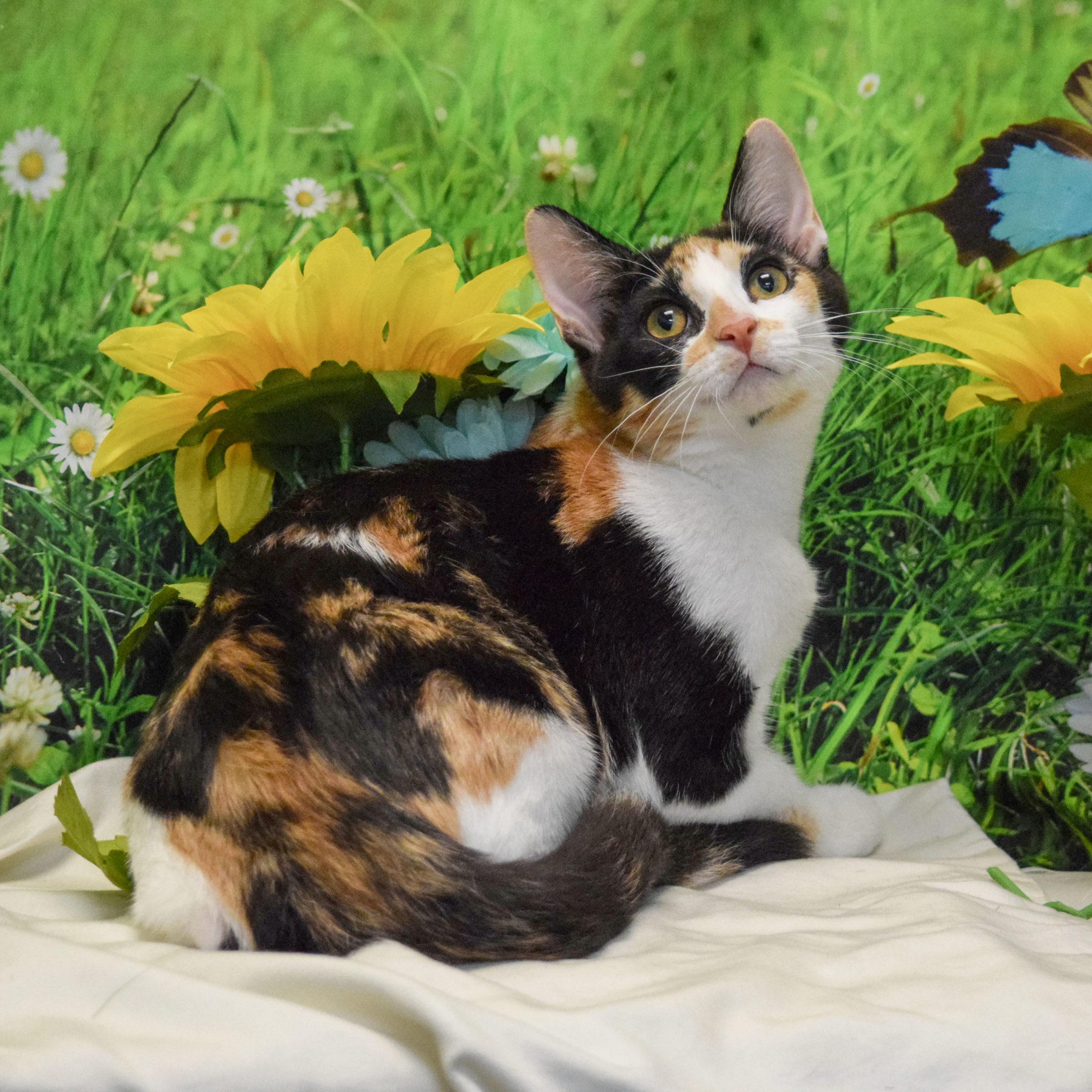 Heidi - Animal House Shelter