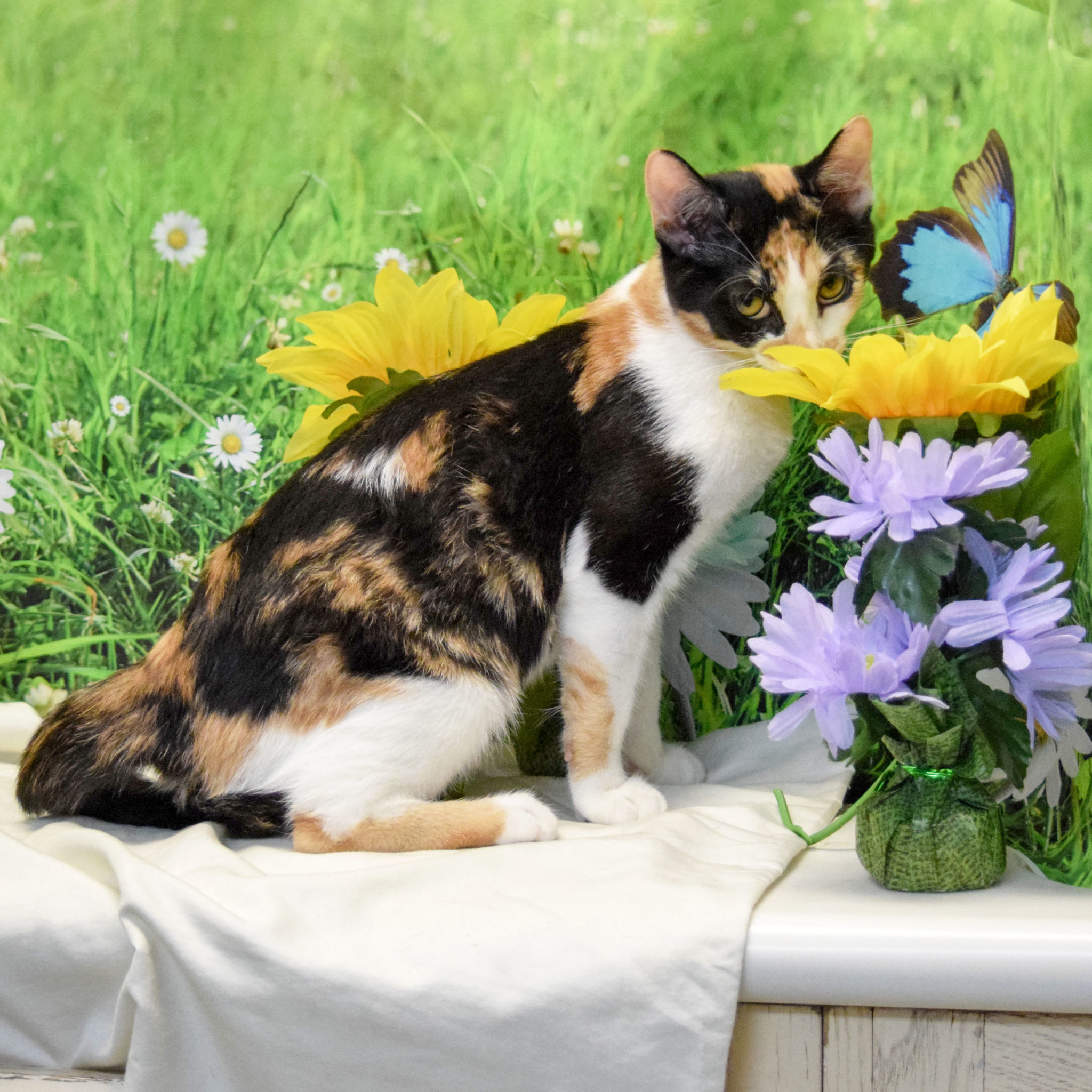 Heidi - Animal House Shelter