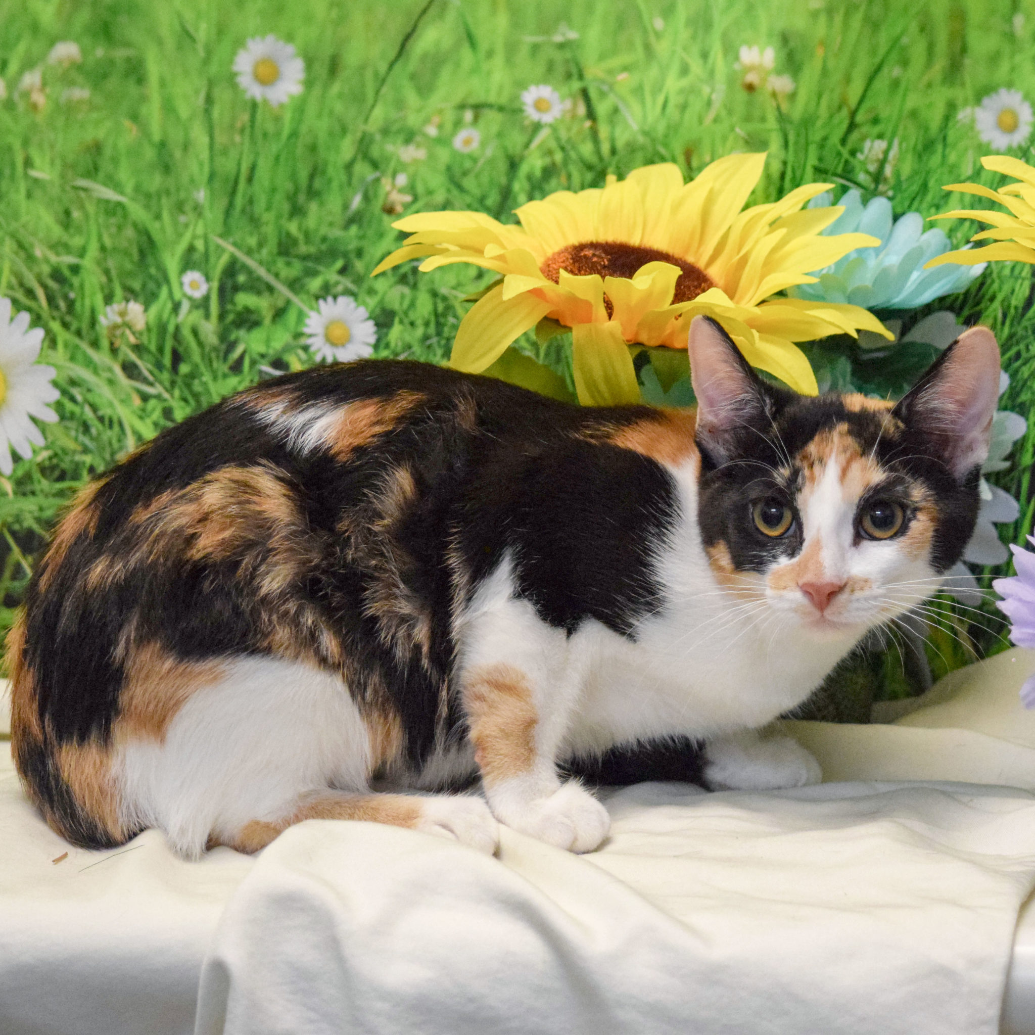 Heidi - Animal House Shelter