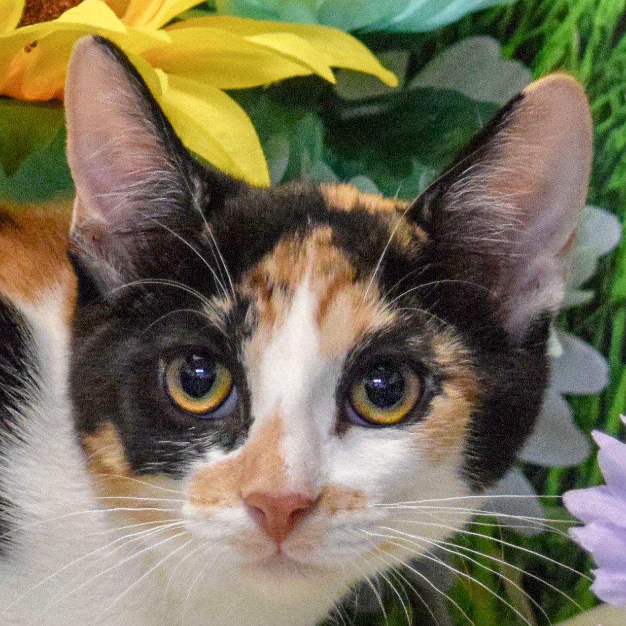 Heidi - Animal House Shelter