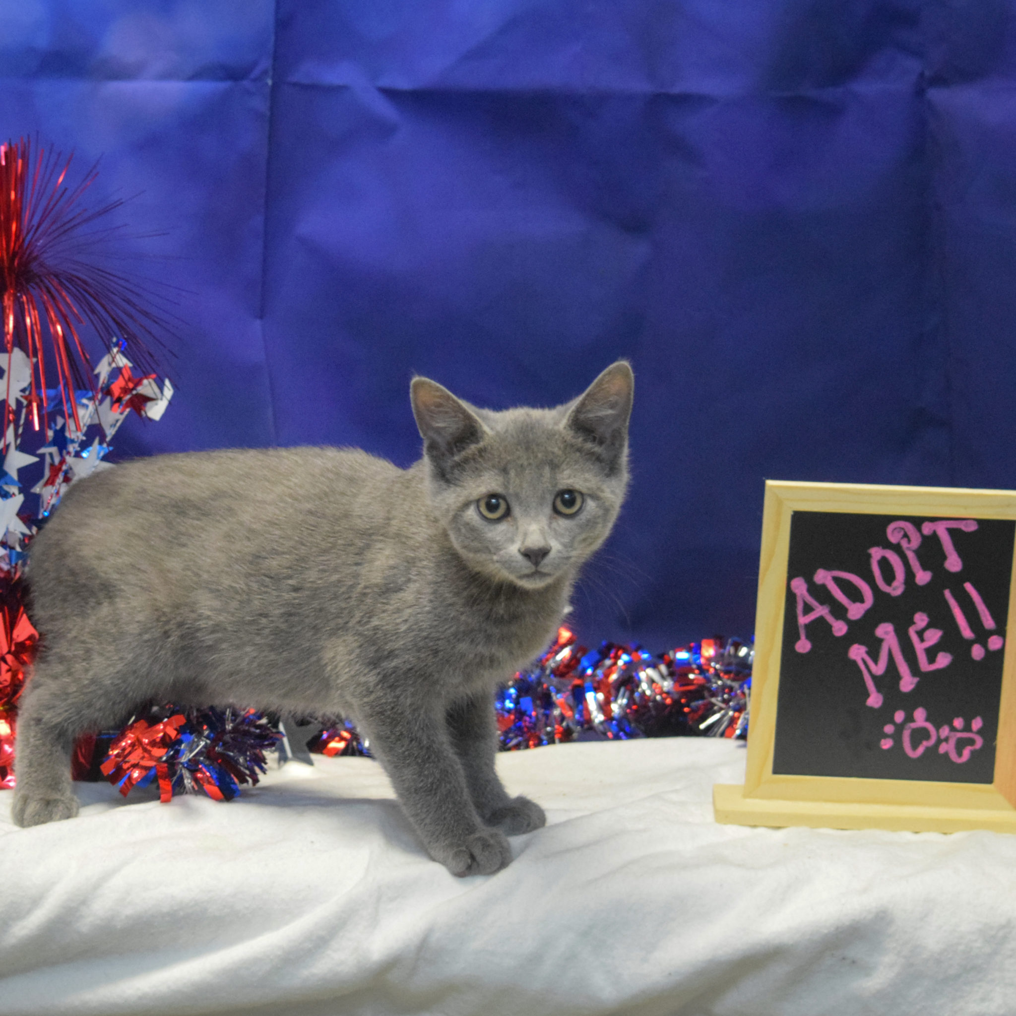 Inky - Animal House Shelter