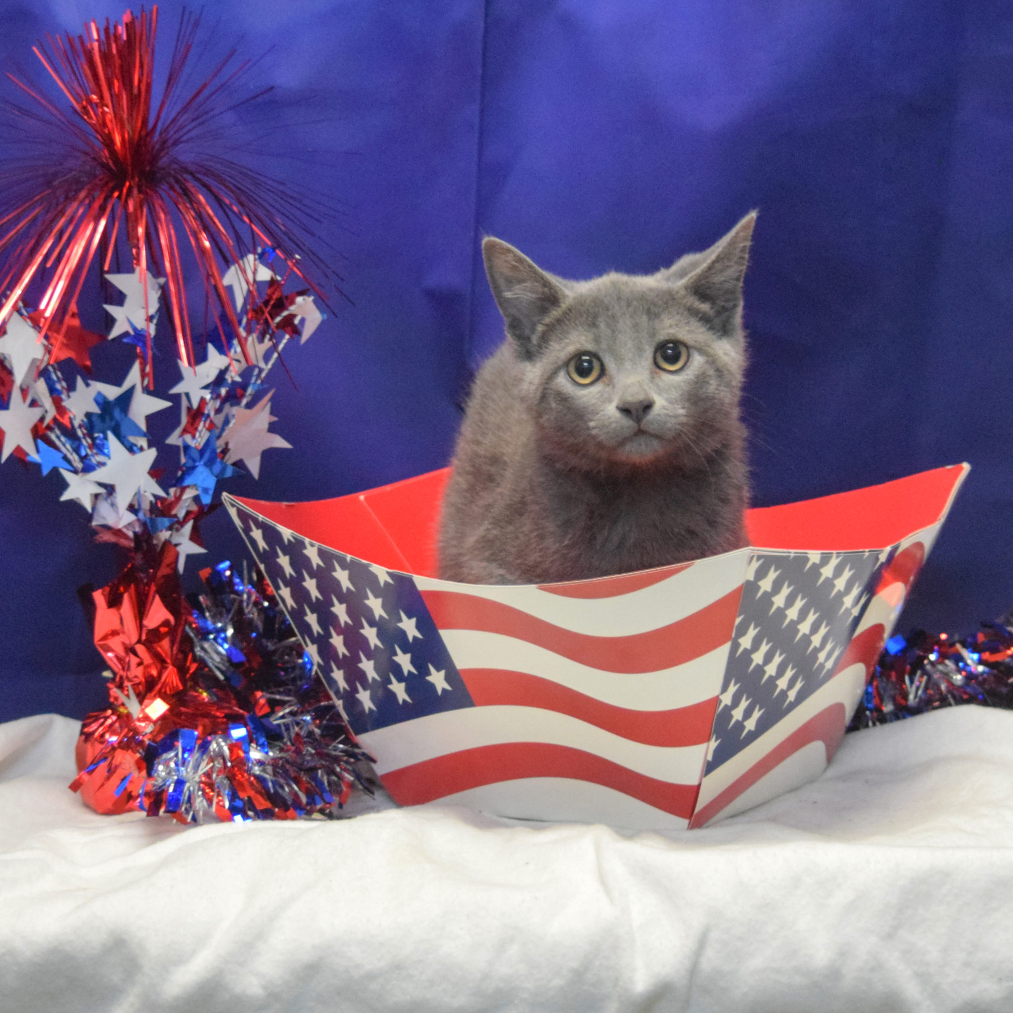 Inky - Animal House Shelter