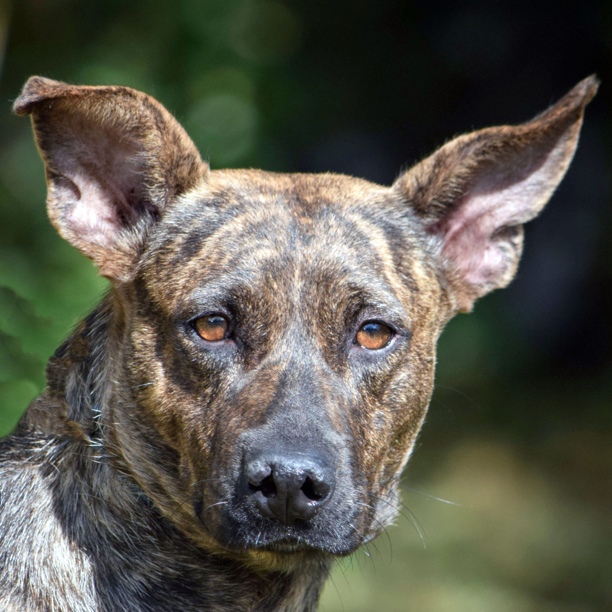 Kay - Animal House Shelter