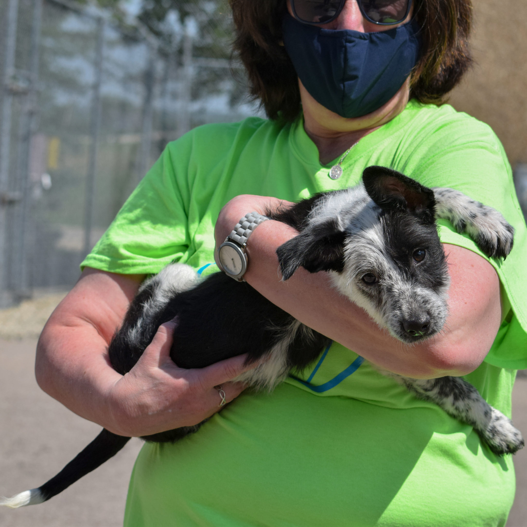 Millie - Animal House Shelter