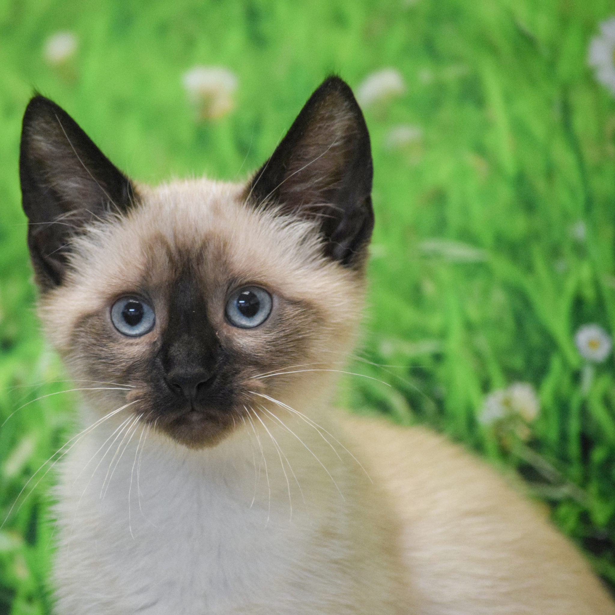 Nala - Animal House Shelter