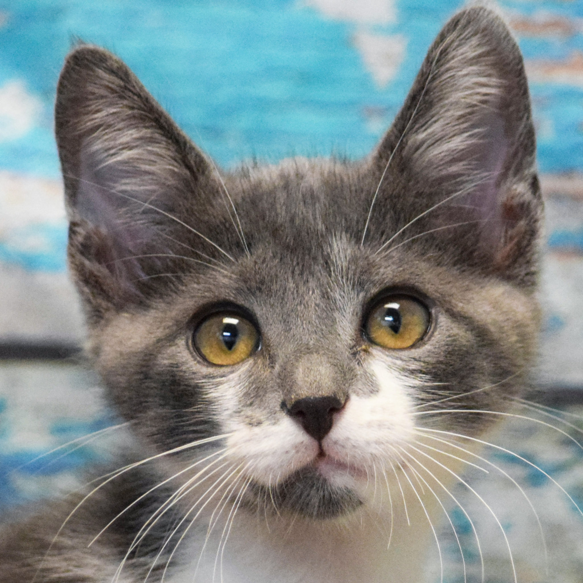 Peppy - Animal House Shelter