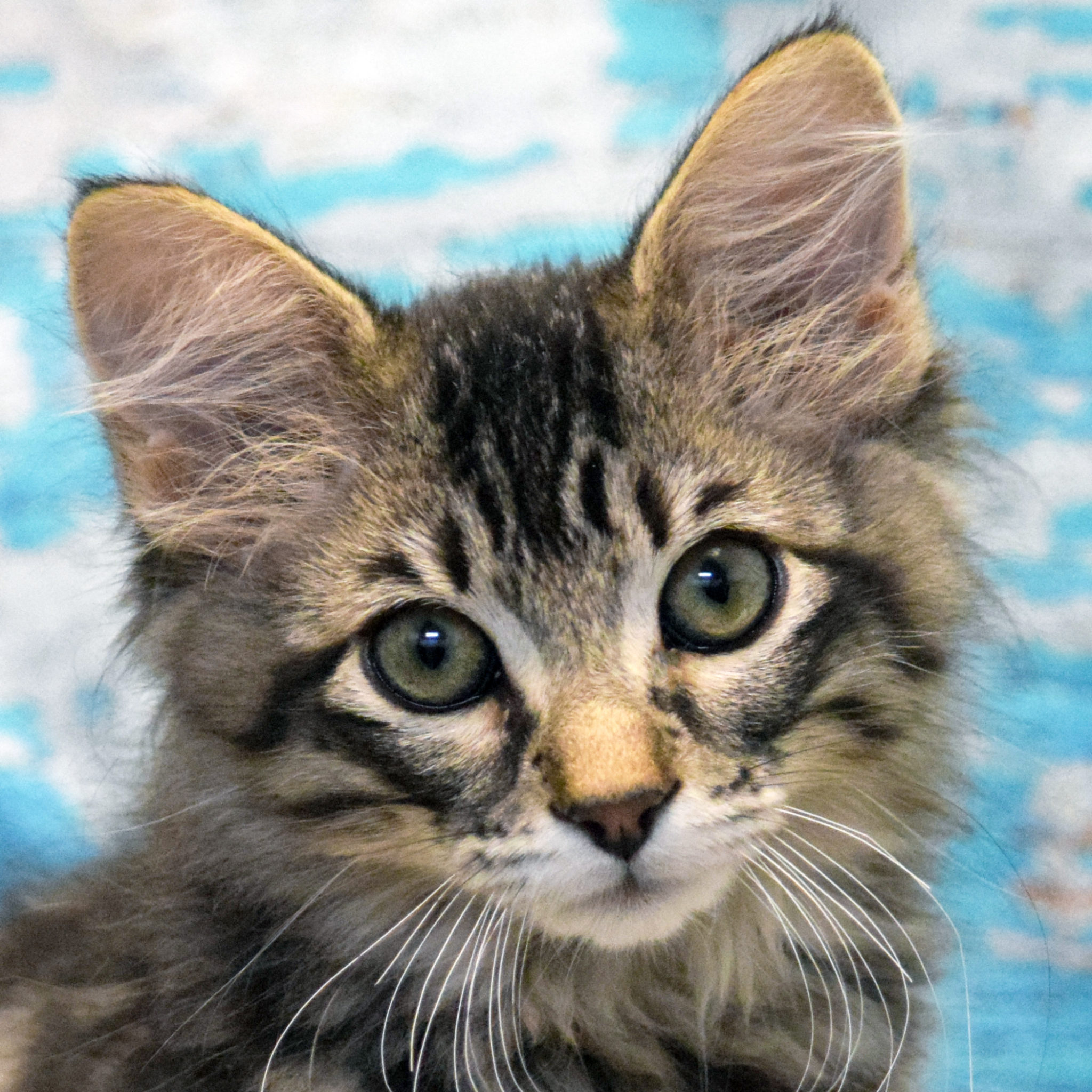 Ziggy - Animal House Shelter