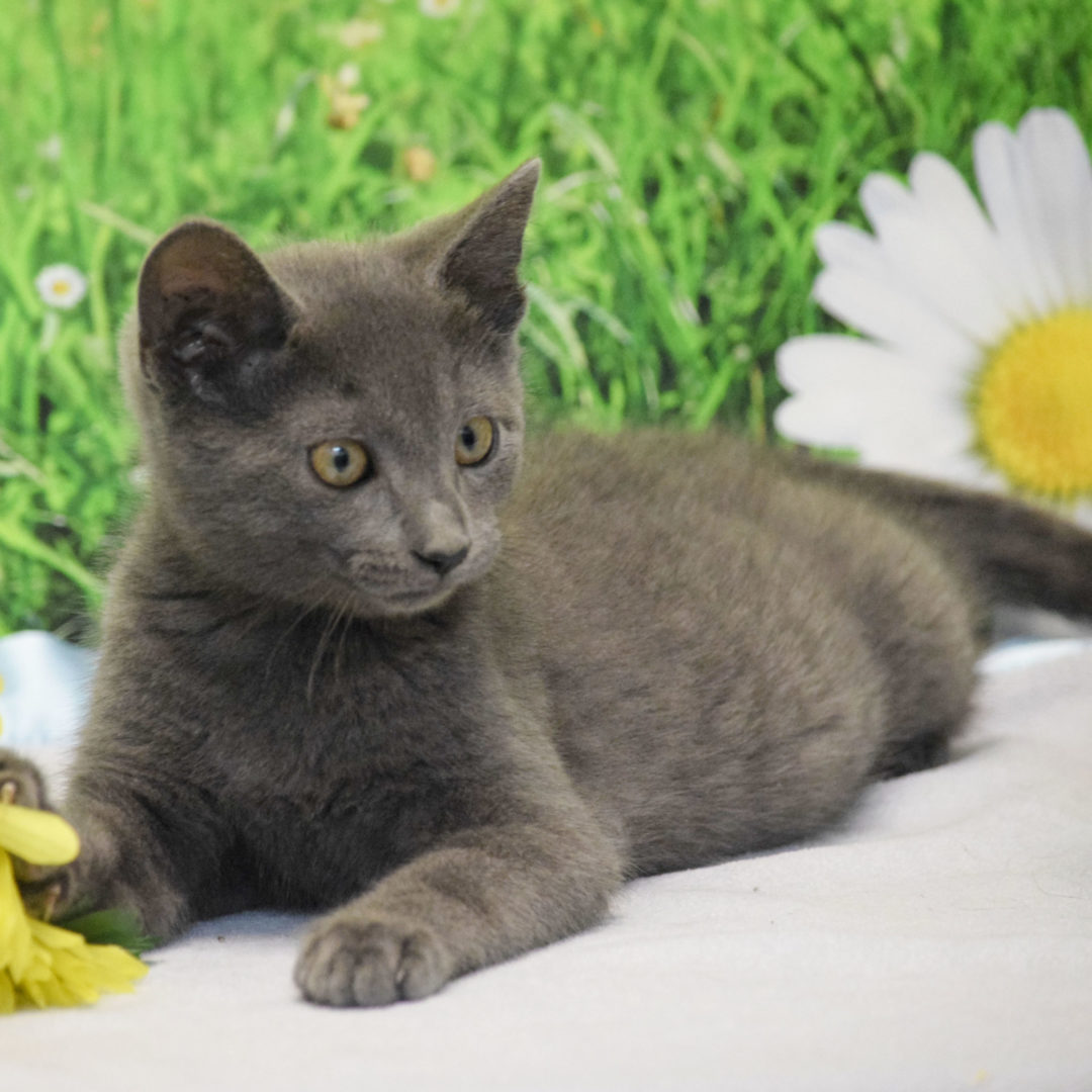 Adrian - Animal House Shelter