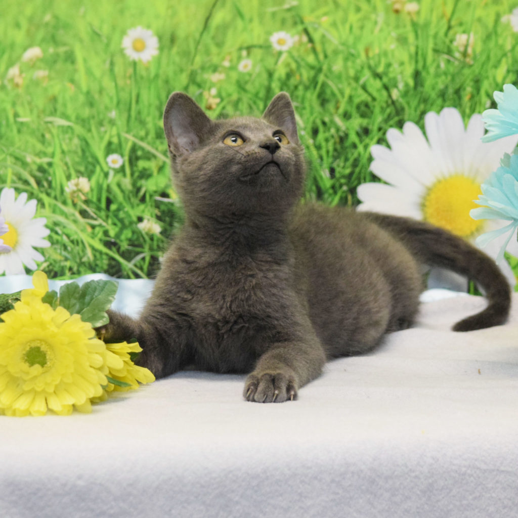 Adrian - Animal House Shelter