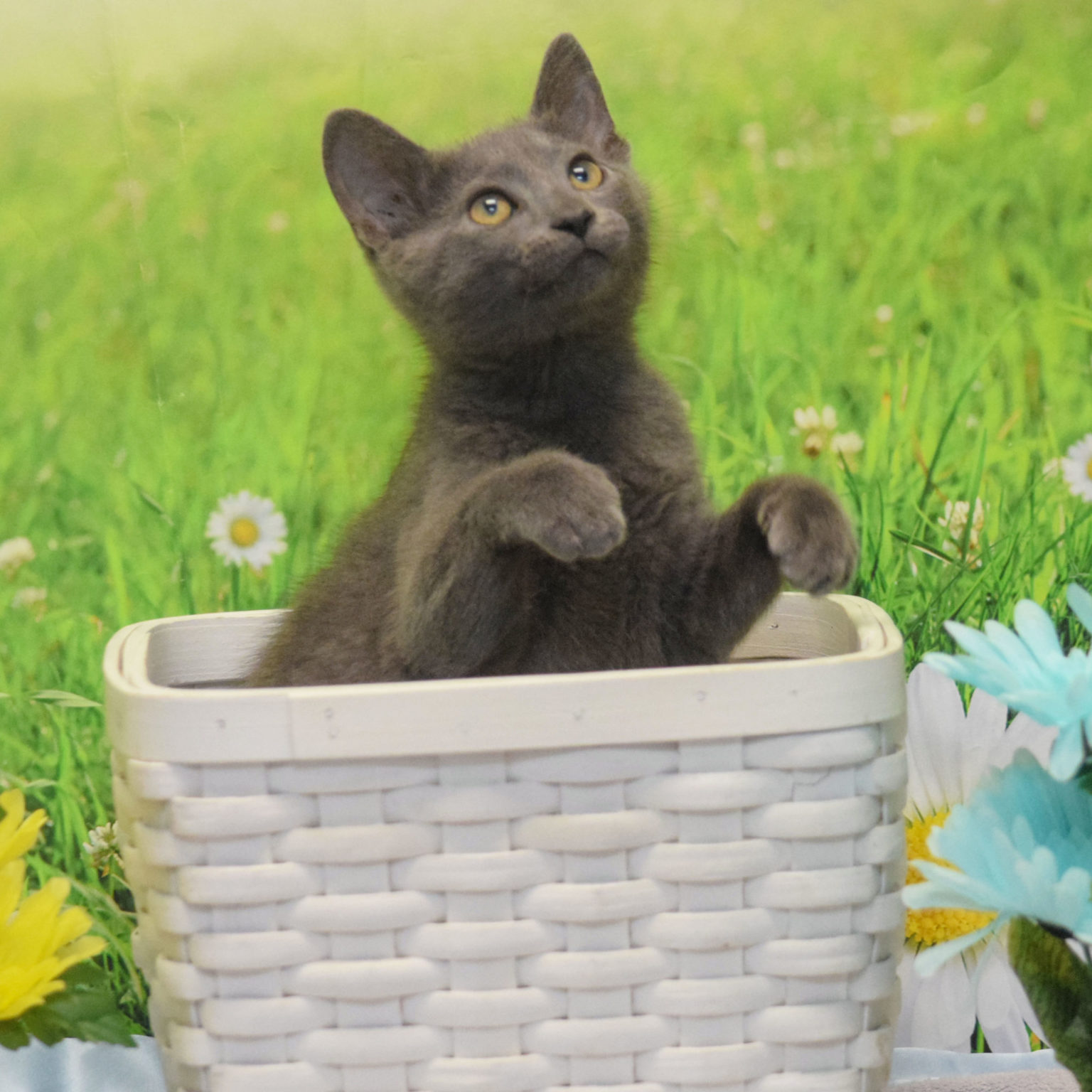 Adrian - Animal House Shelter