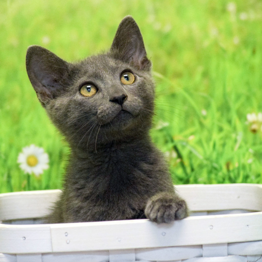 Adrian - Animal House Shelter