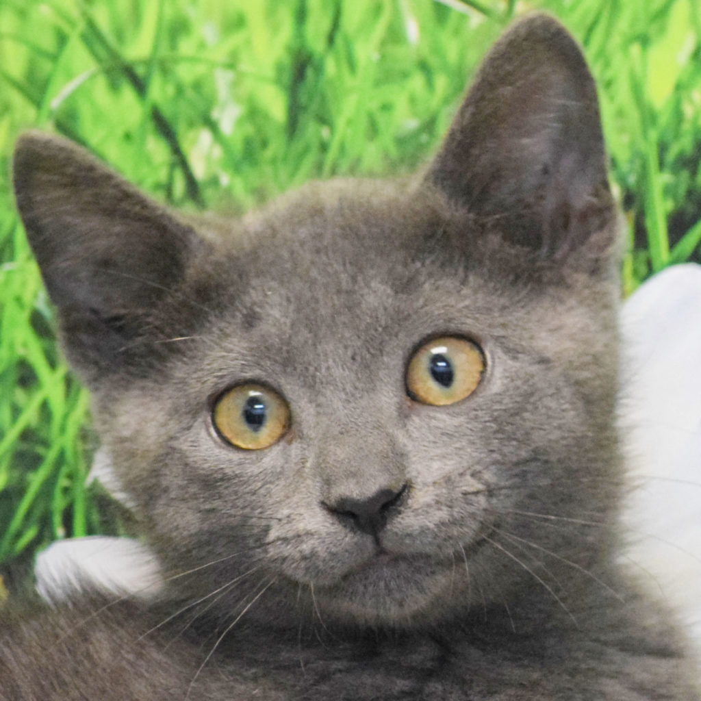 Adrian - Animal House Shelter