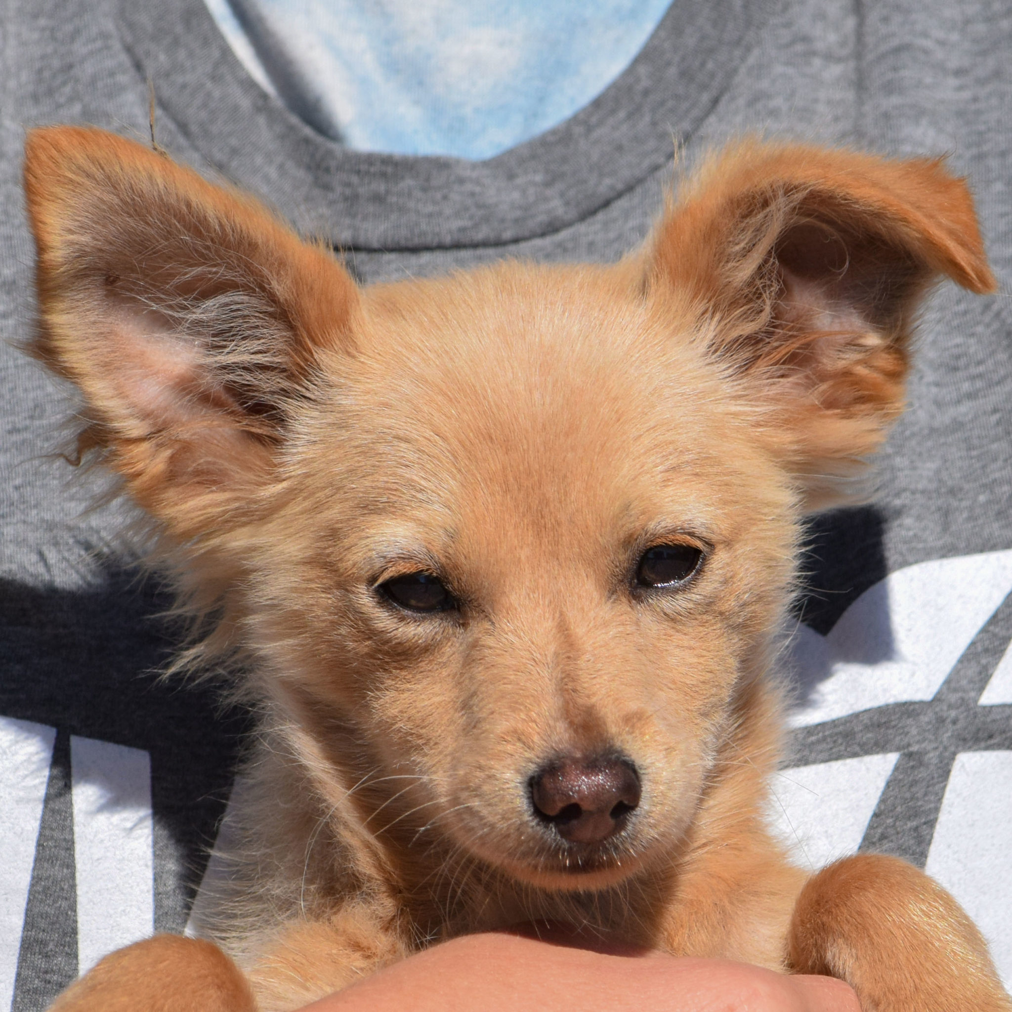 Alice - Animal House Shelter