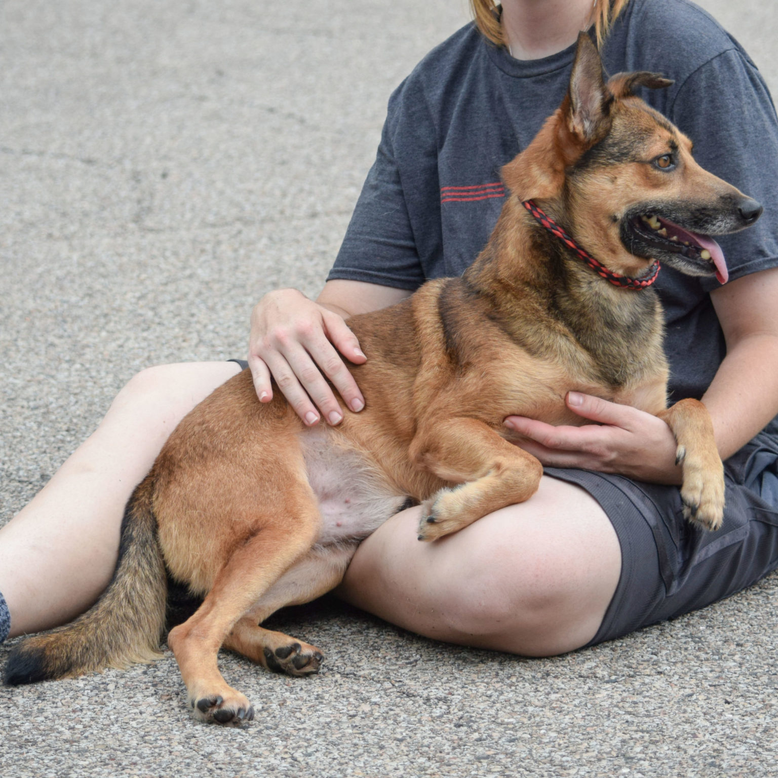 Arturo - Animal House Shelter
