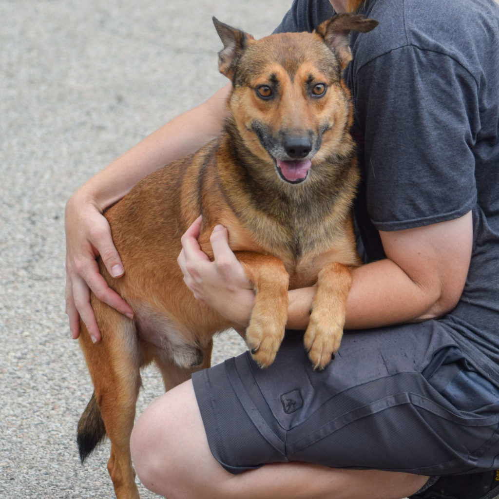 Arturo - Animal House Shelter