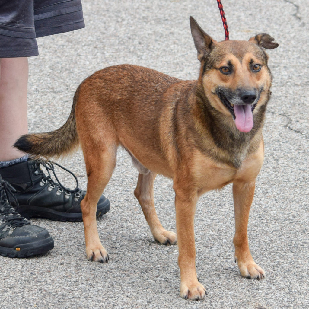 Arturo - Animal House Shelter