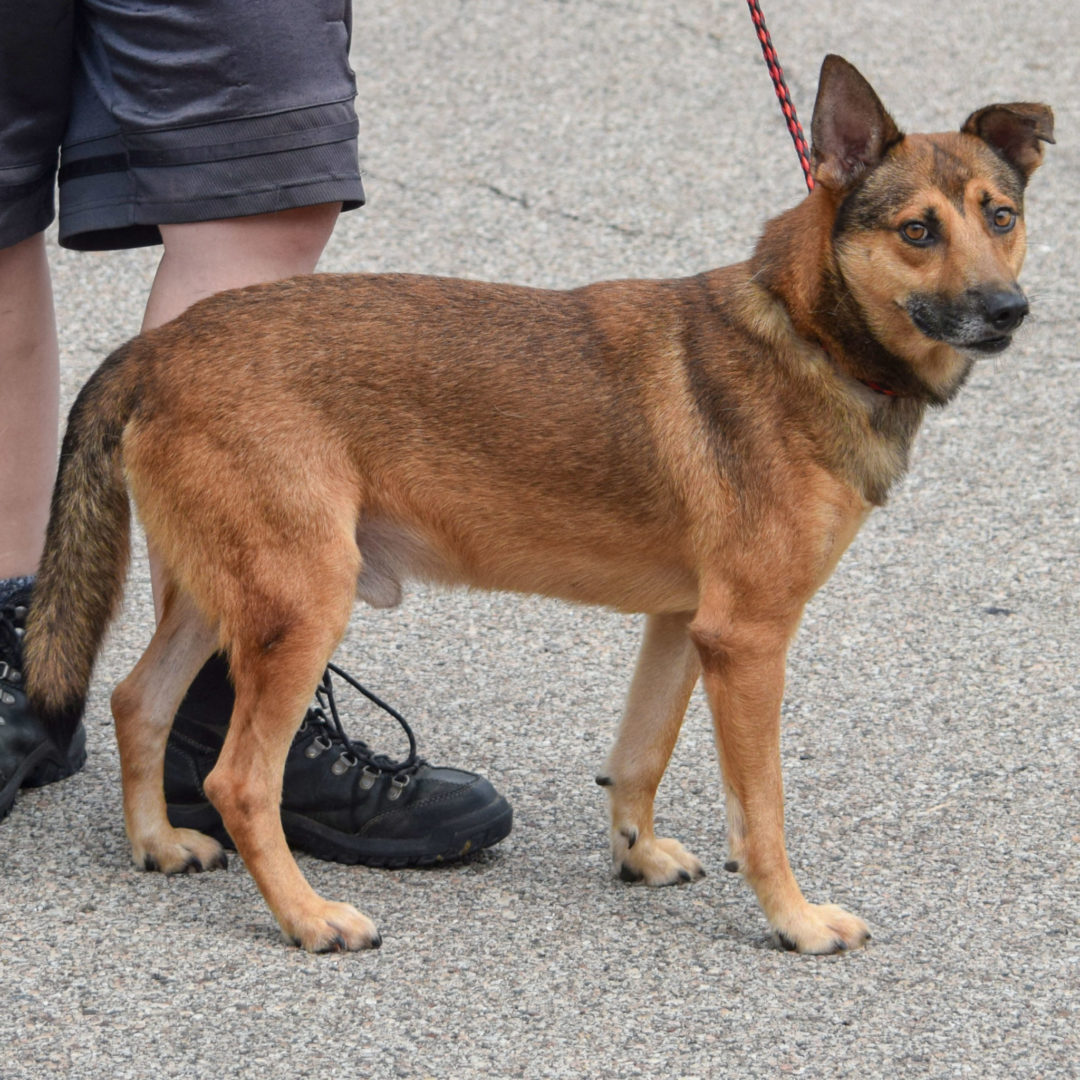 Arturo - Animal House Shelter