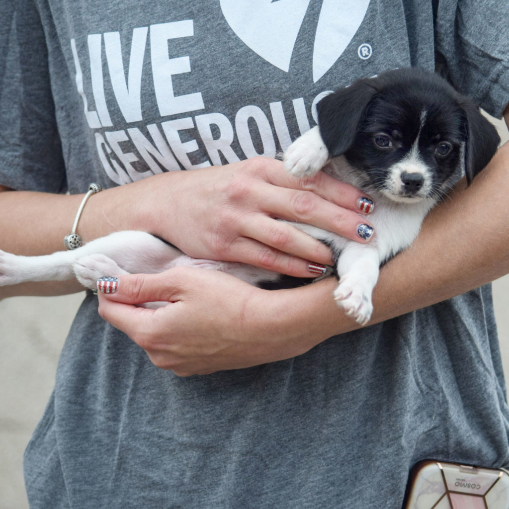 Benton - Animal House Shelter