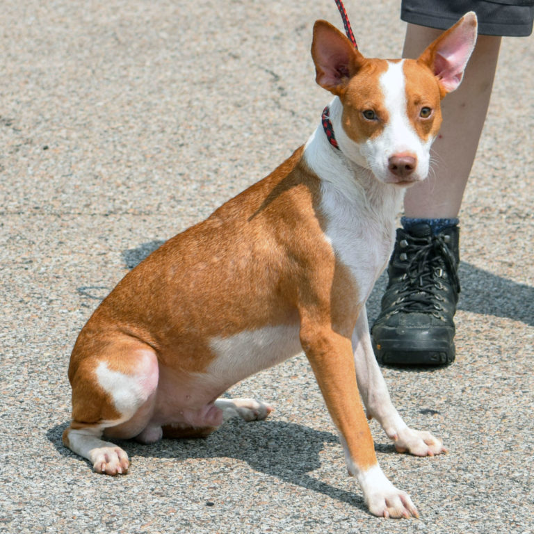 Blake - Animal House Shelter