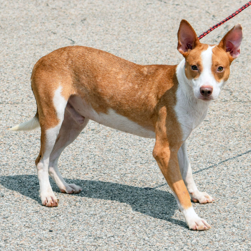 Blake - Animal House Shelter