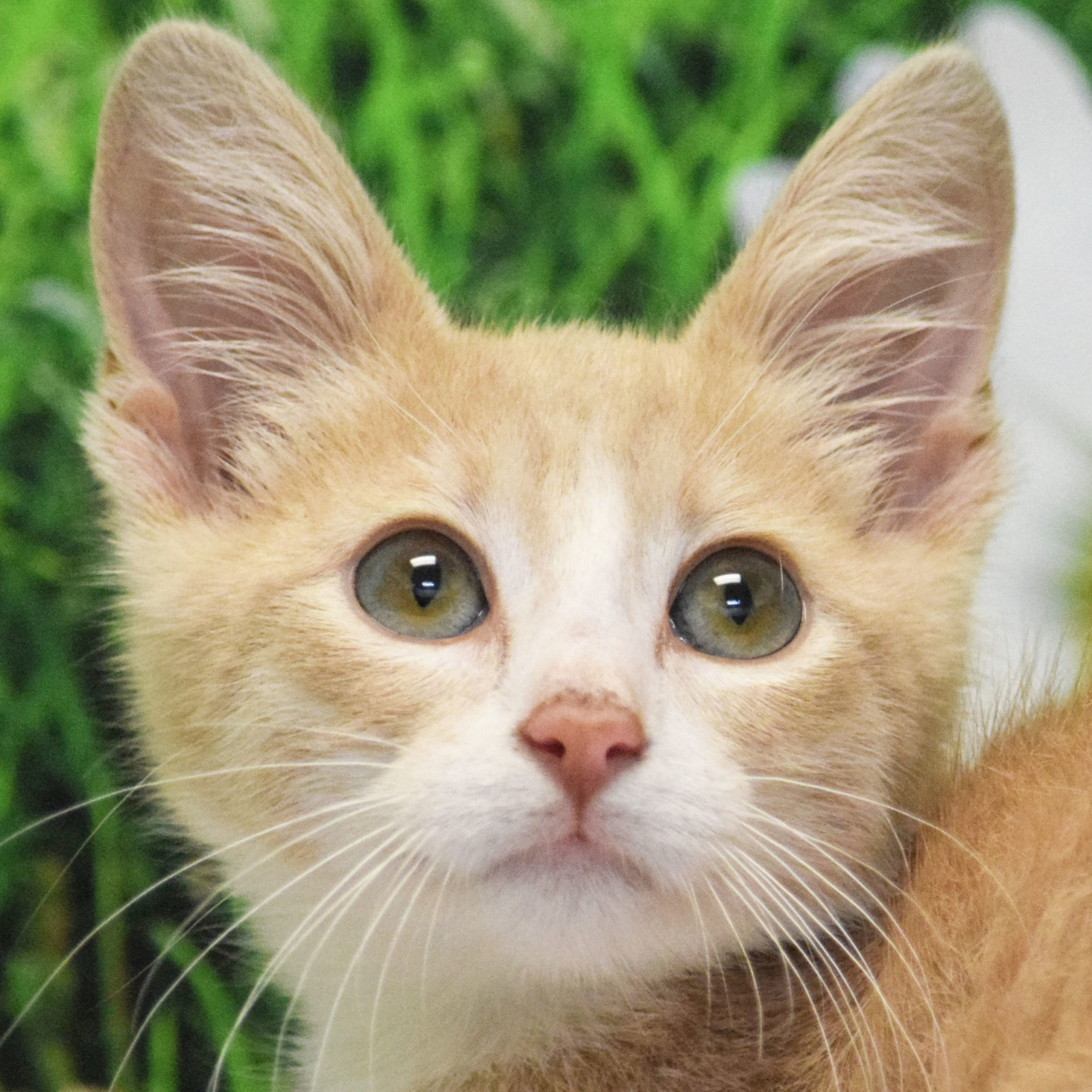 Bobby - Animal House Shelter