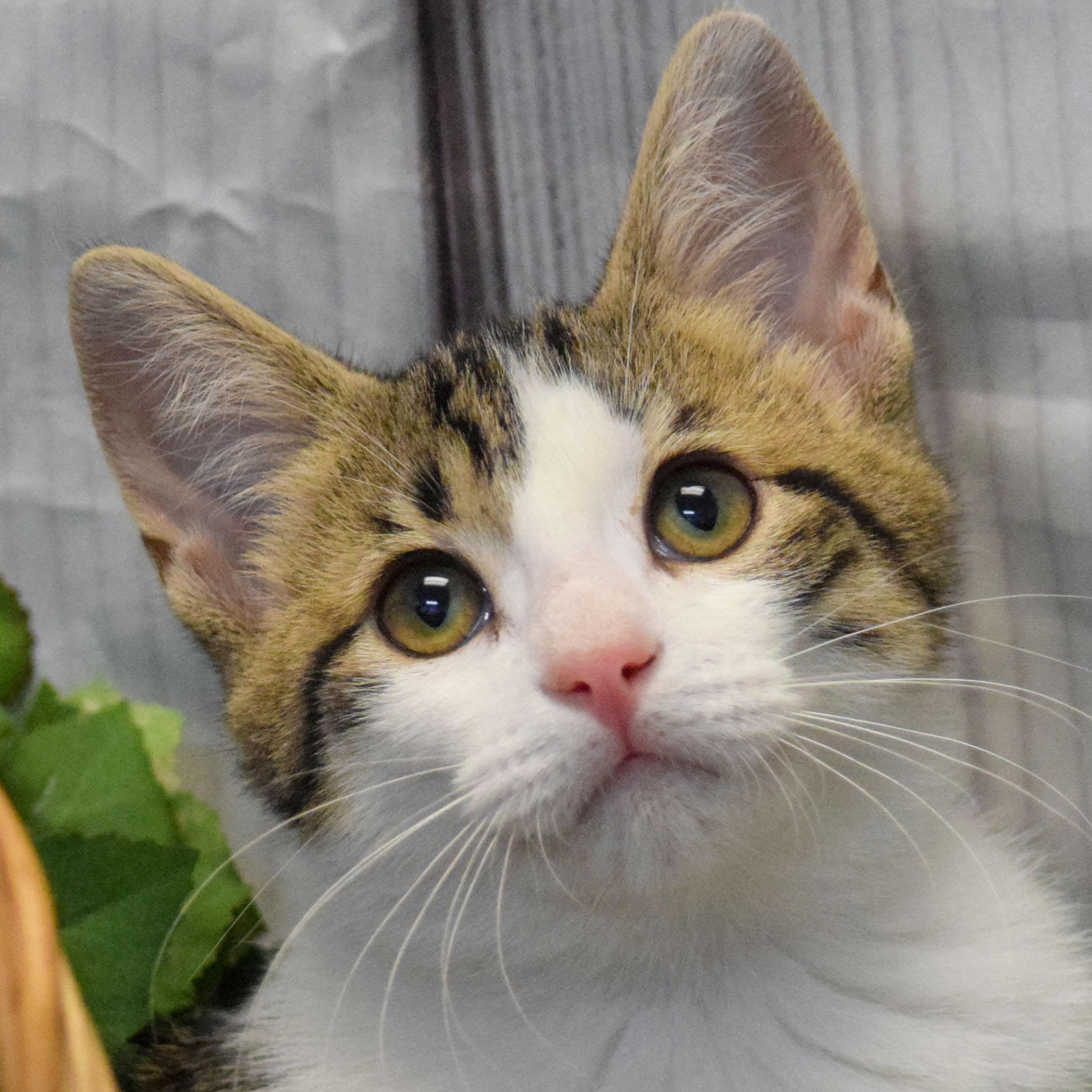 Bree - Animal House Shelter