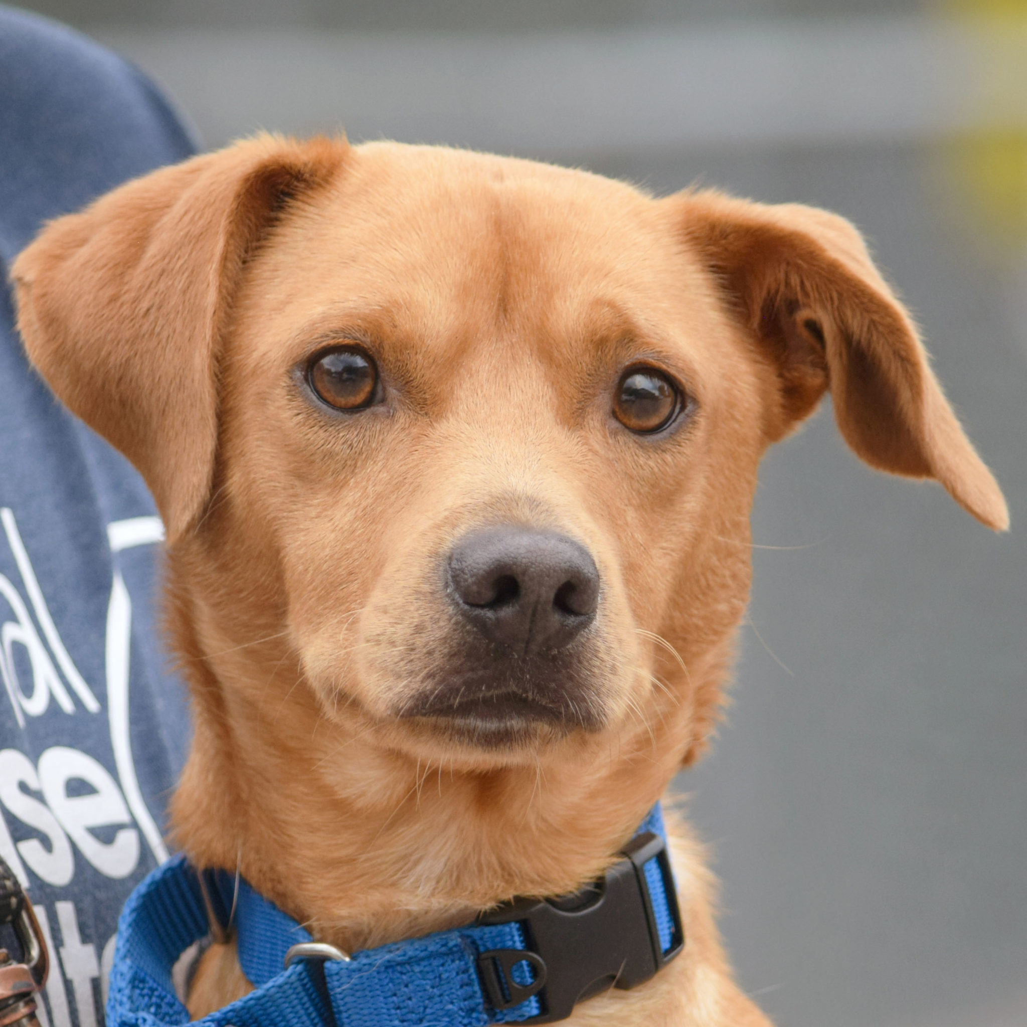 Carter - Animal House Shelter