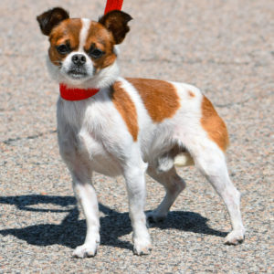 Dewey - Animal House Shelter