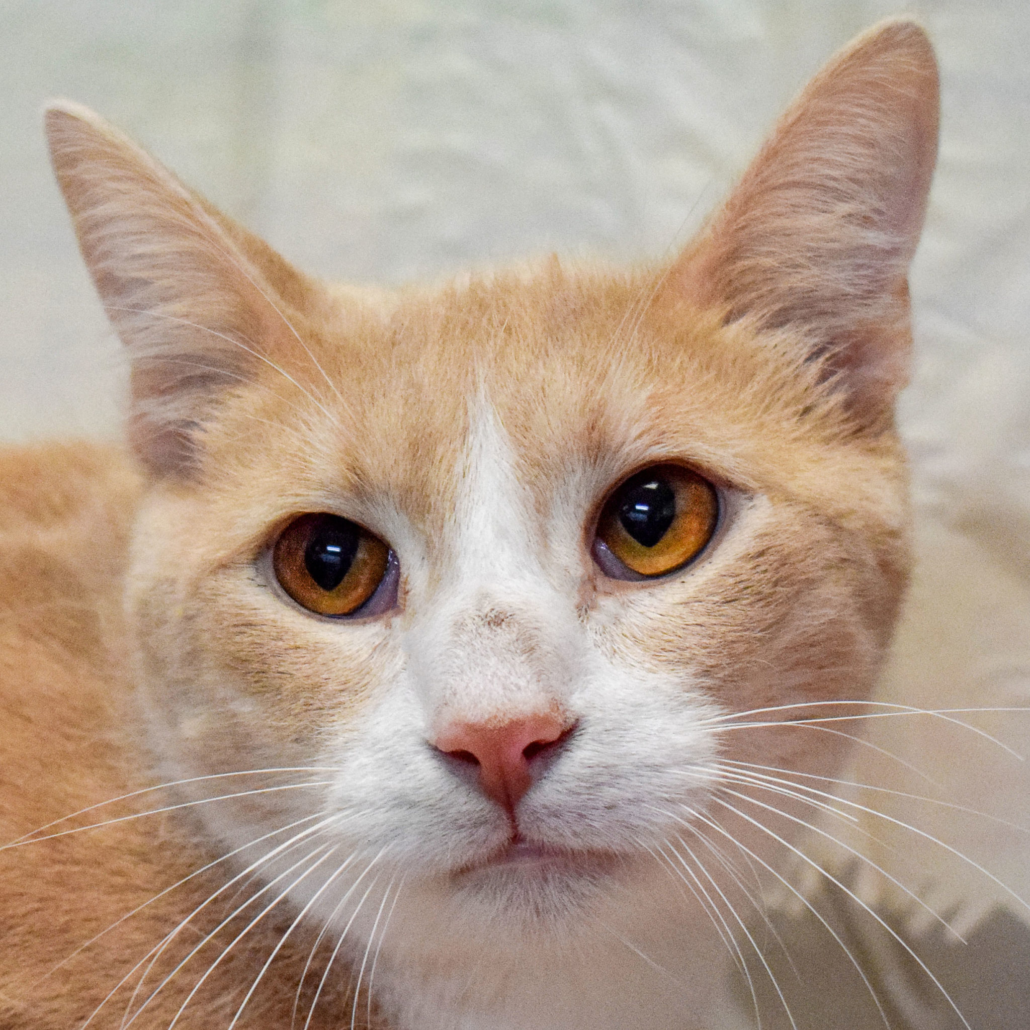 Kaiden - Animal House Shelter