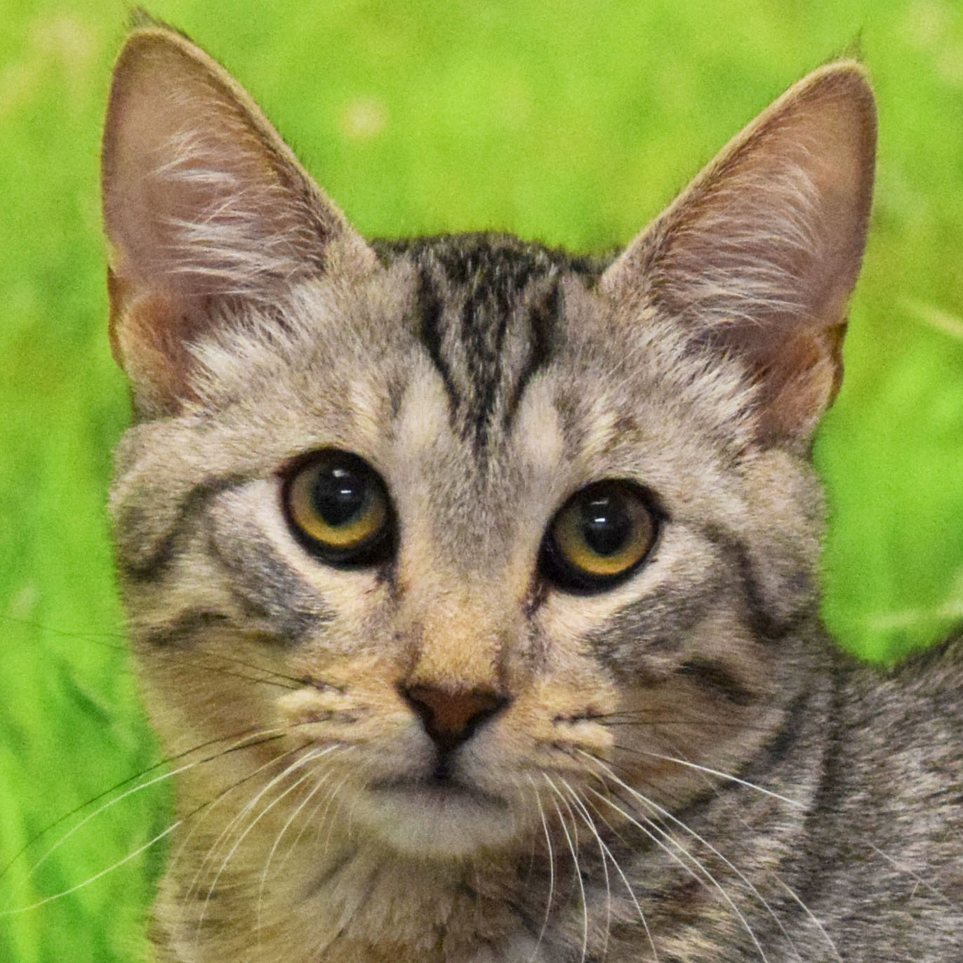 Lee - Animal House Shelter