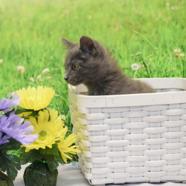 Liam - Animal House Shelter