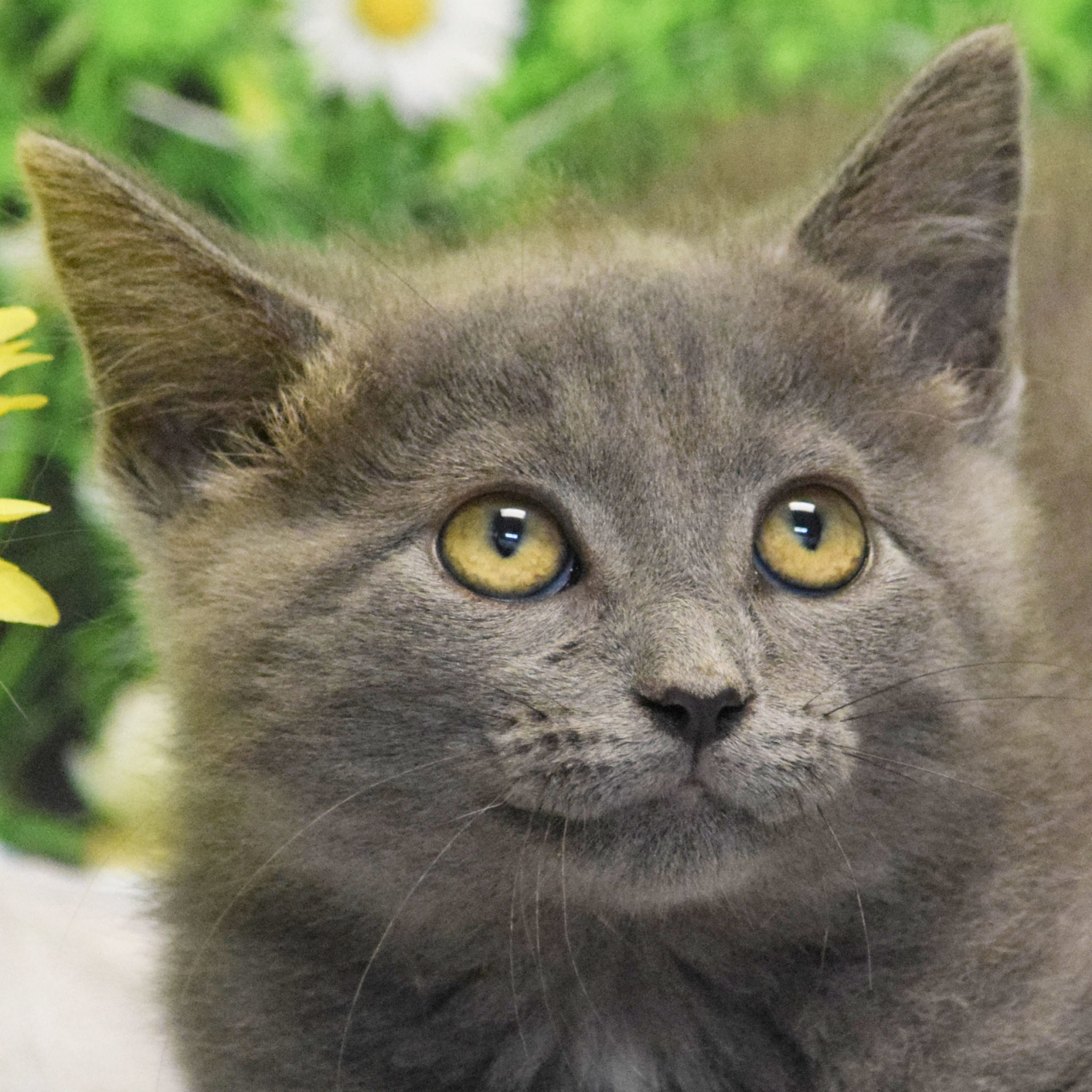 Liam - Animal House Shelter