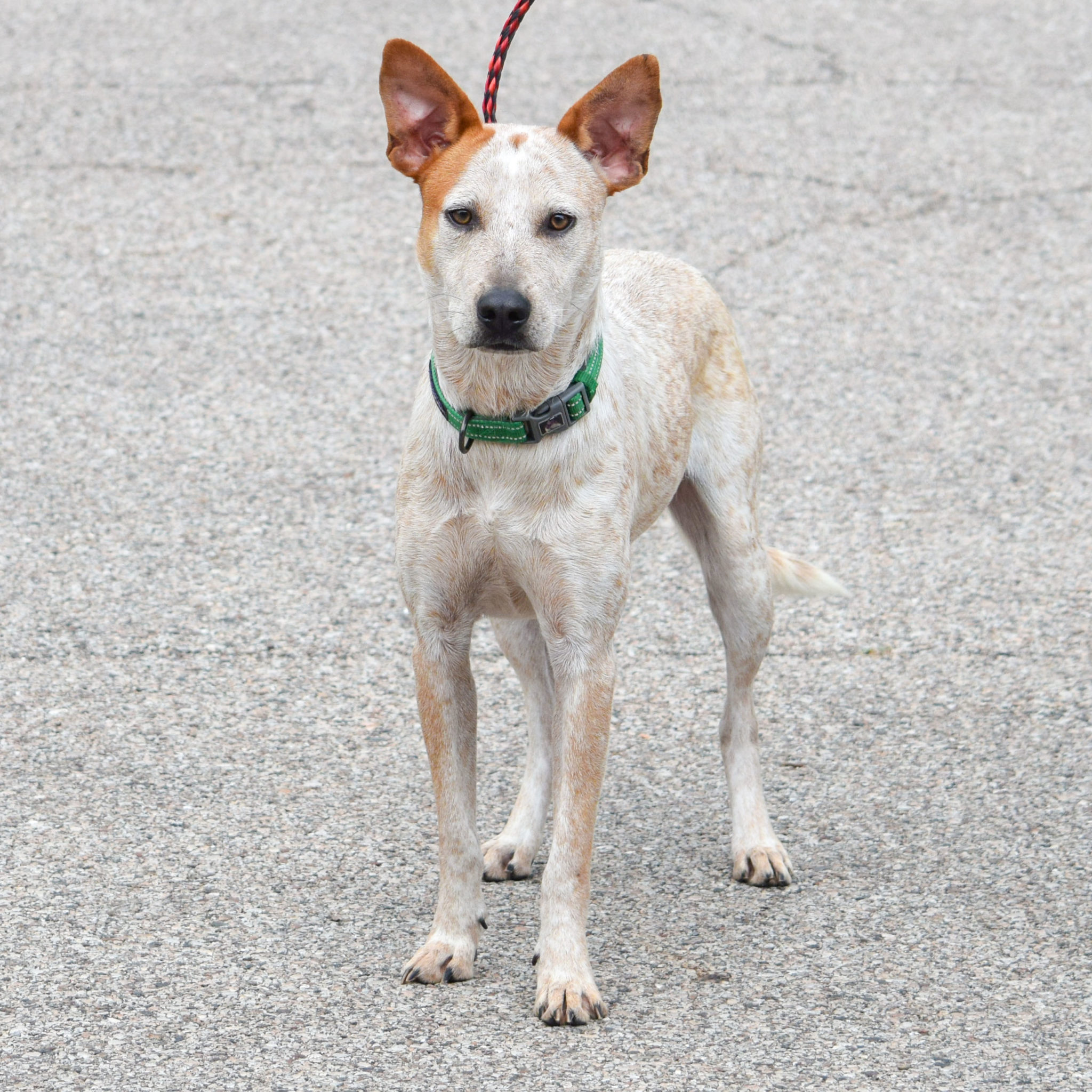 Noah - Animal House Shelter