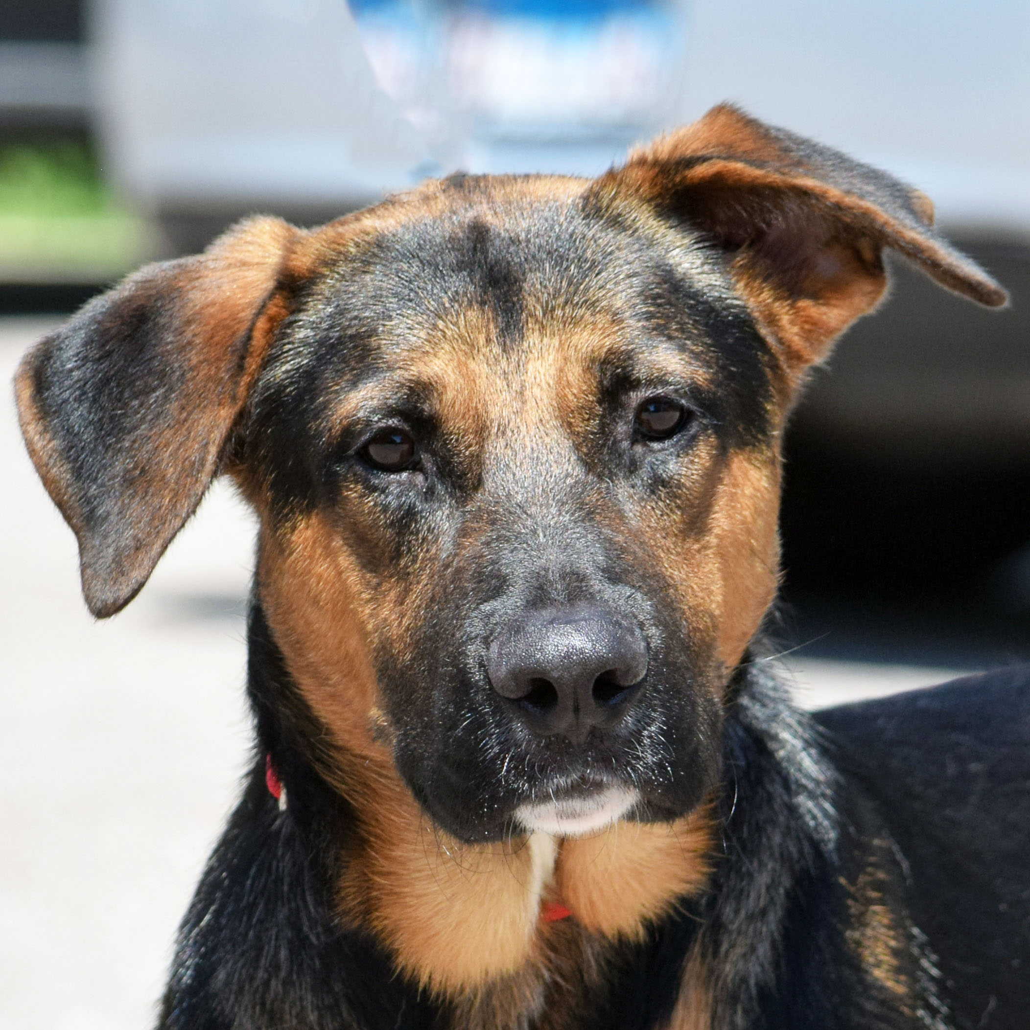 Ozzy - Animal House Shelter