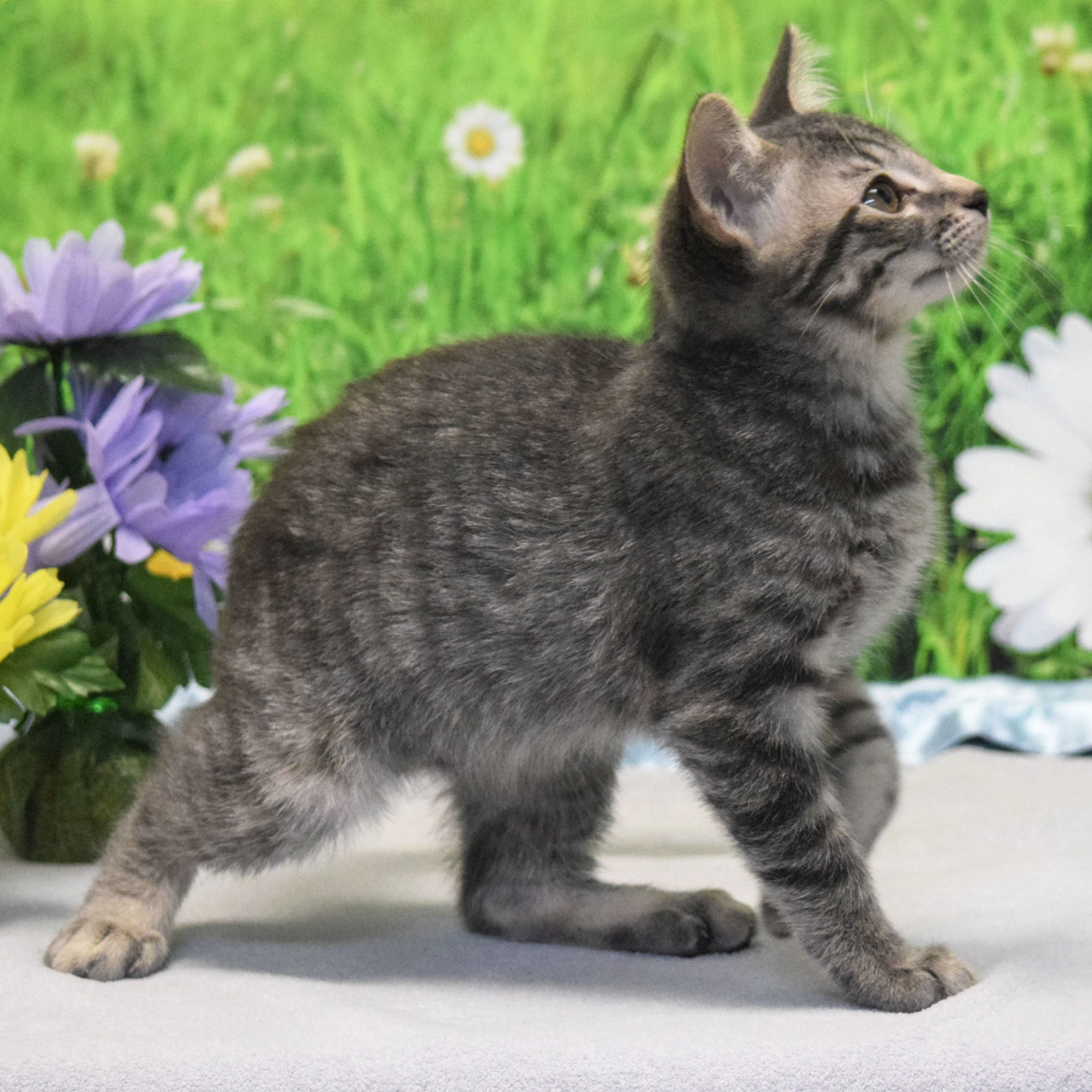 Pamela - Animal House Shelter