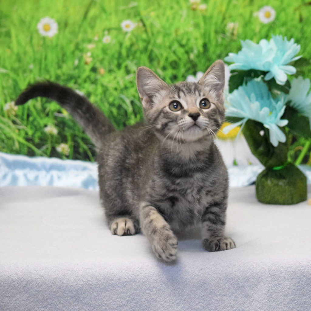 Pamela - Animal House Shelter