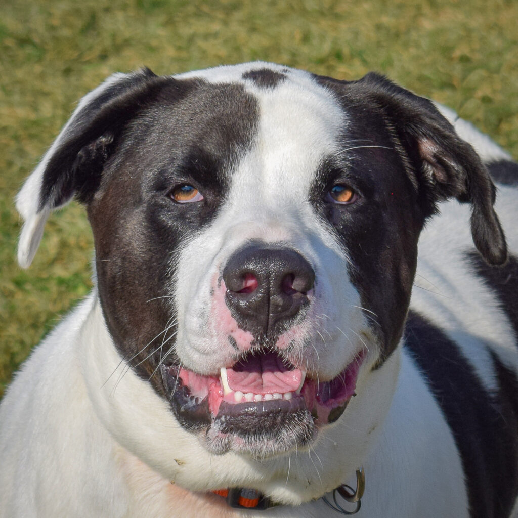 Parker - Animal House Shelter